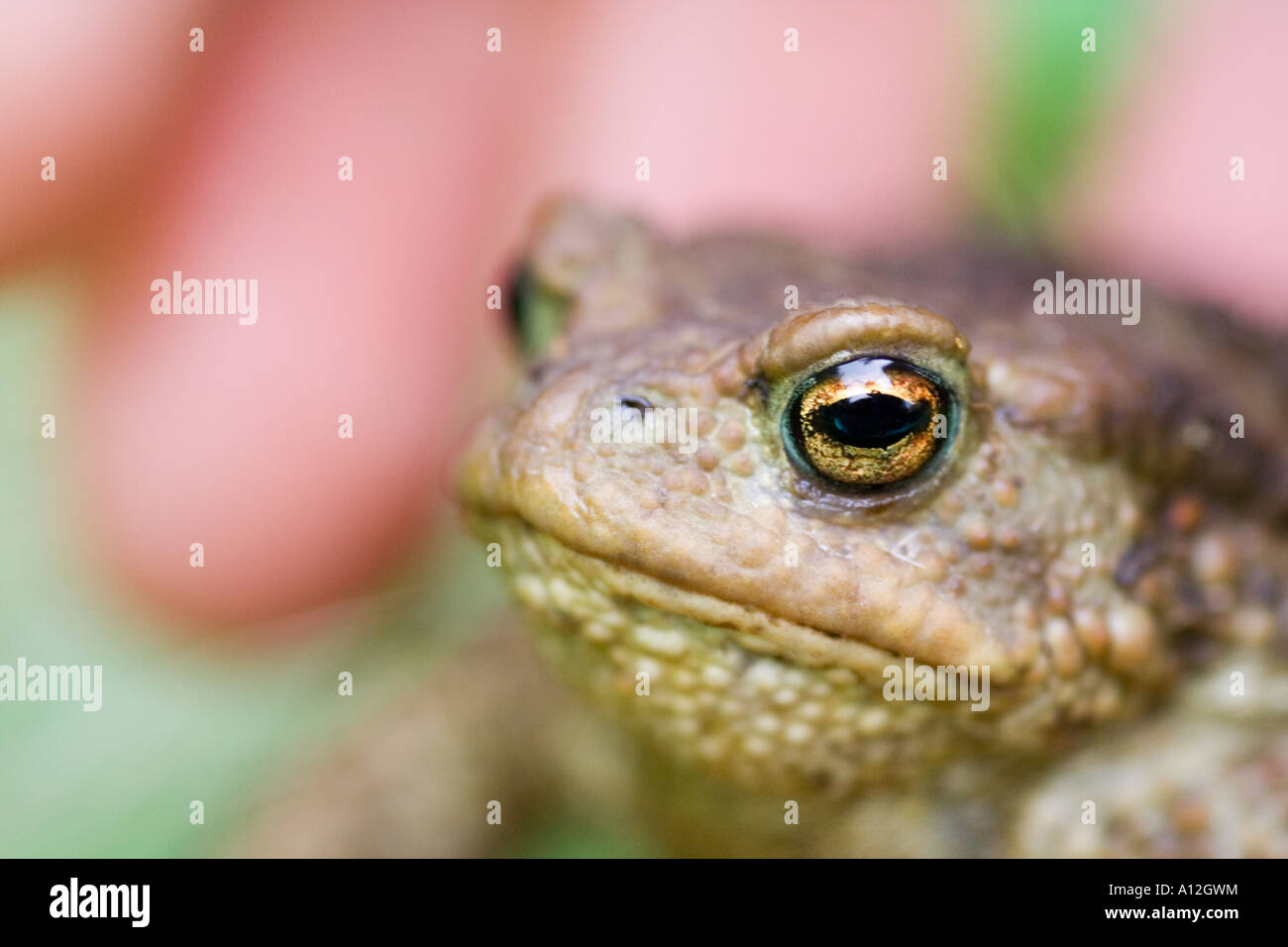 a toad against man's fingers Stock Photo - Alamy