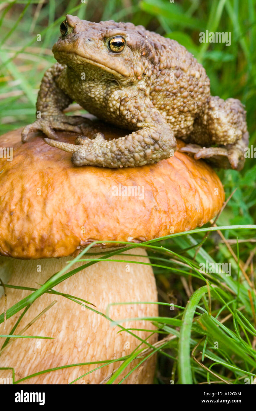 a toad sitting on a mushroom in the green grass Stock Photo - Alamy