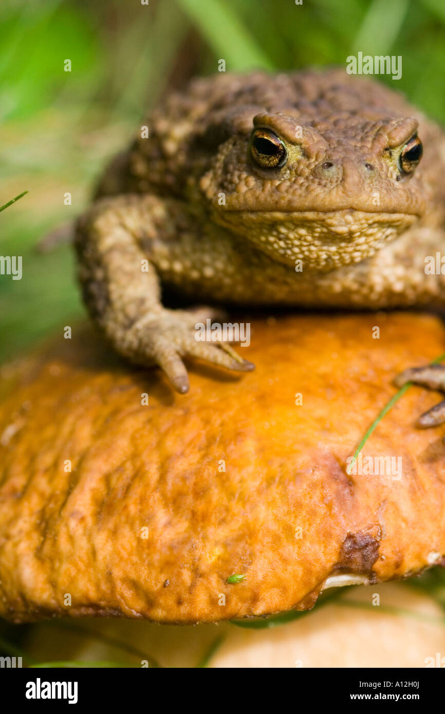 Fuzzy mushroom cap hi-res stock photography and images - Alamy