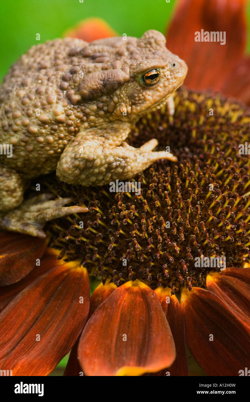a toad sitting on a flower of brown and orange sunflower Stock Photo ...