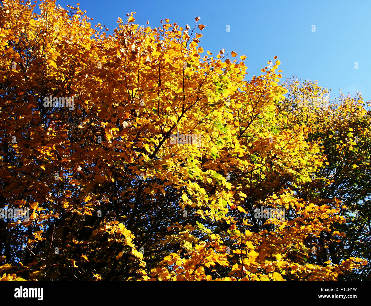 Blue background and trees hi-res stock photography and images - Alamy