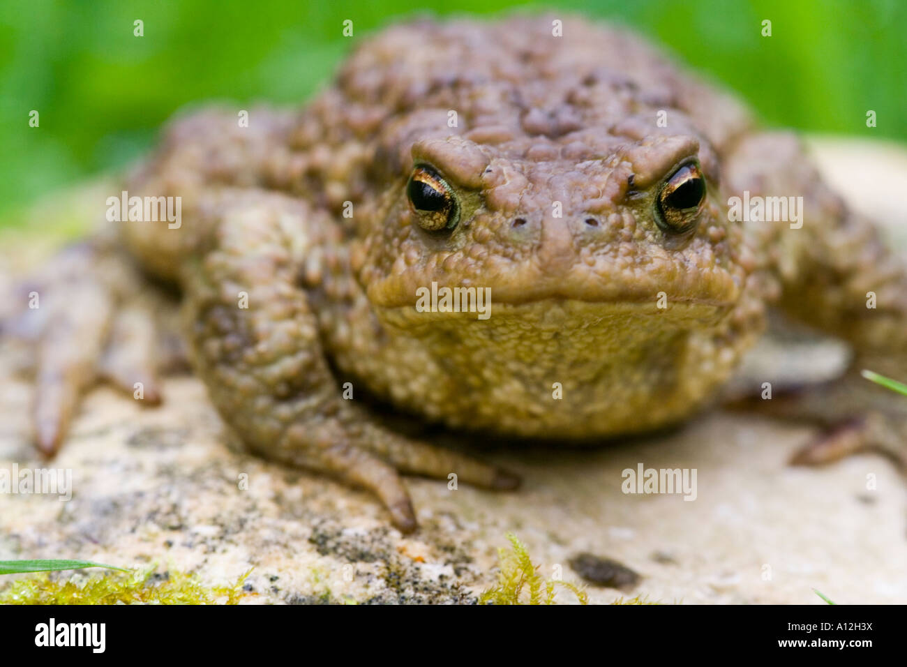 a toad sitting on a stone Stock Photo - Alamy