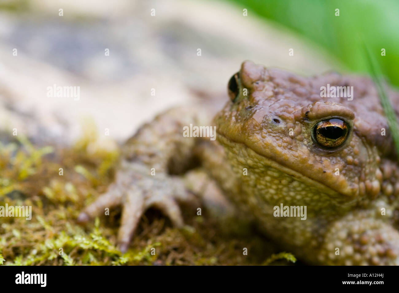 a toad sitting on a stone Stock Photo - Alamy