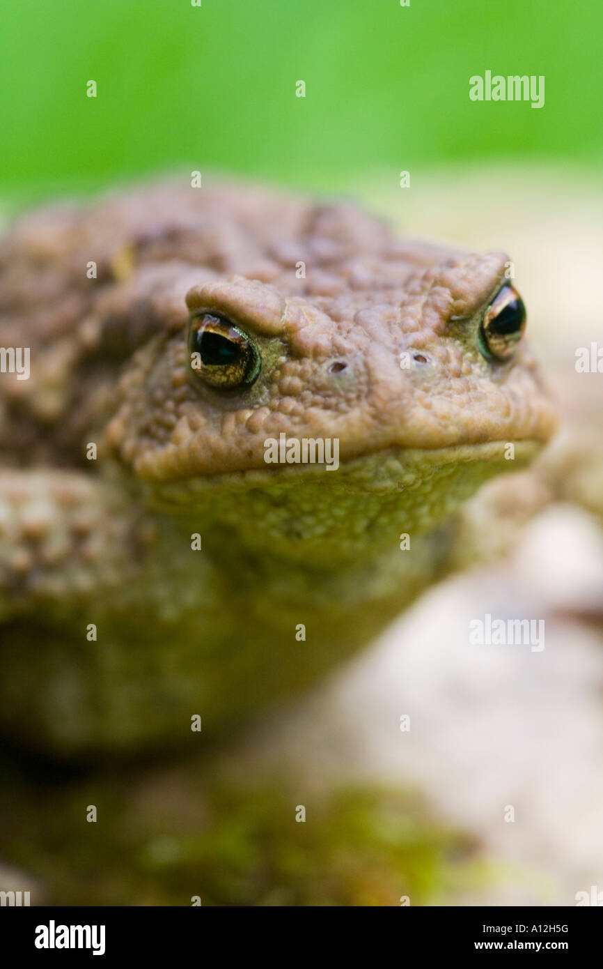 a toad sitting on a stone Stock Photo - Alamy