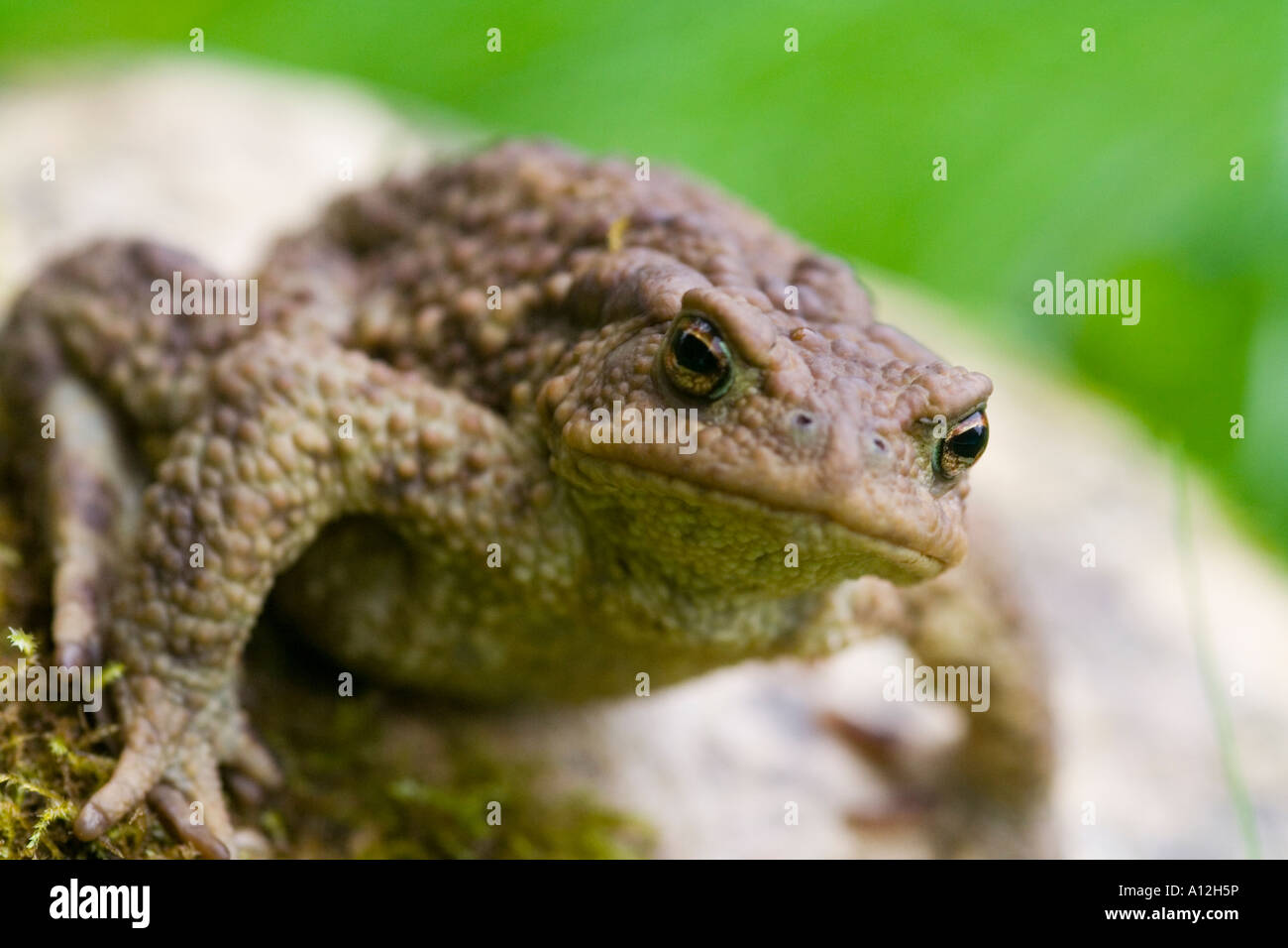 a toad sitting on a stone Stock Photo - Alamy