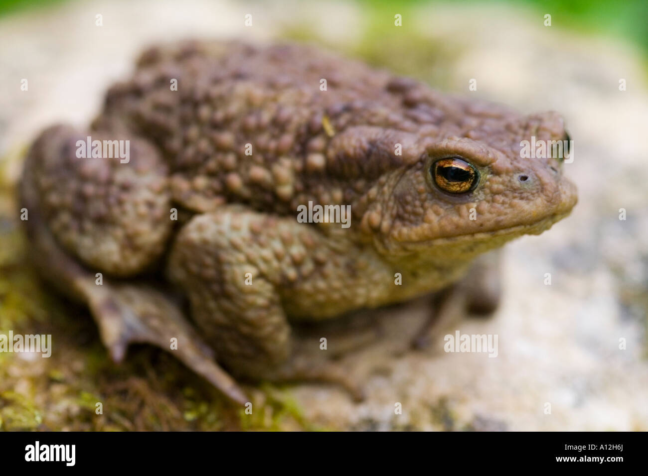 a toad sitting on a stone Stock Photo - Alamy