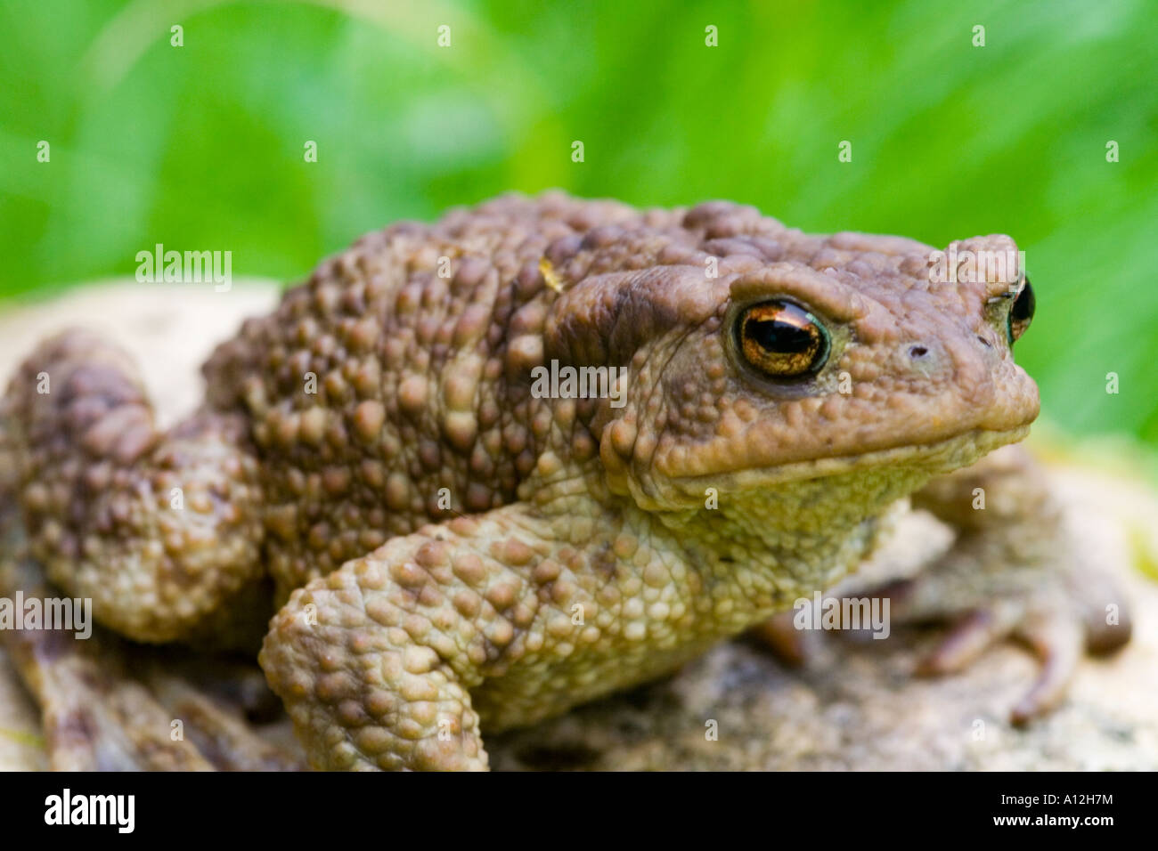 a toad sitting on a stone Stock Photo - Alamy