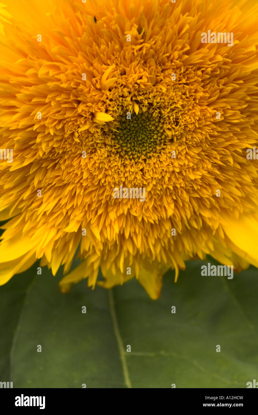 big yellow flower of a sunflower Stock Photo - Alamy