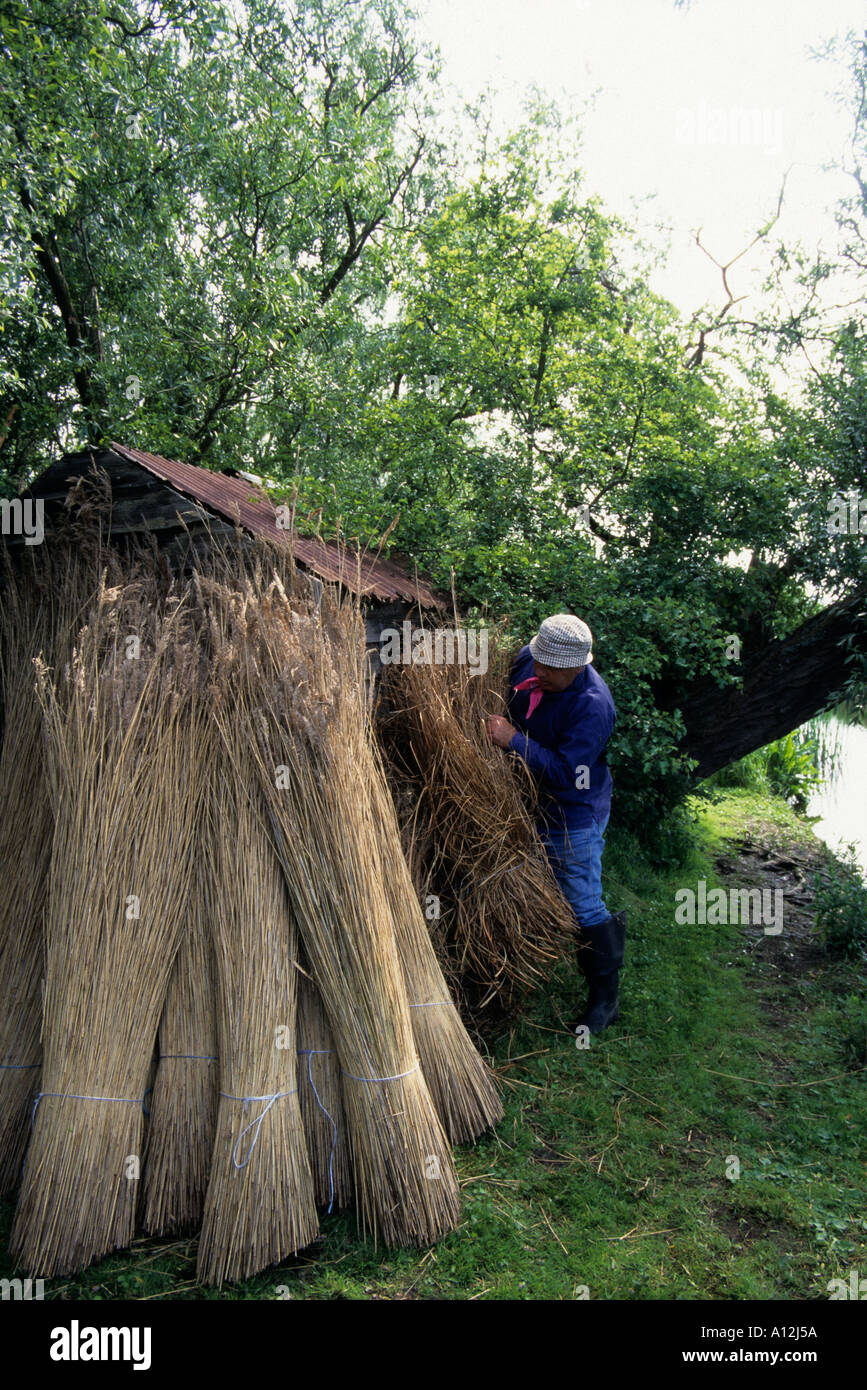Sedge cutting hi-res stock photography and images - Alamy