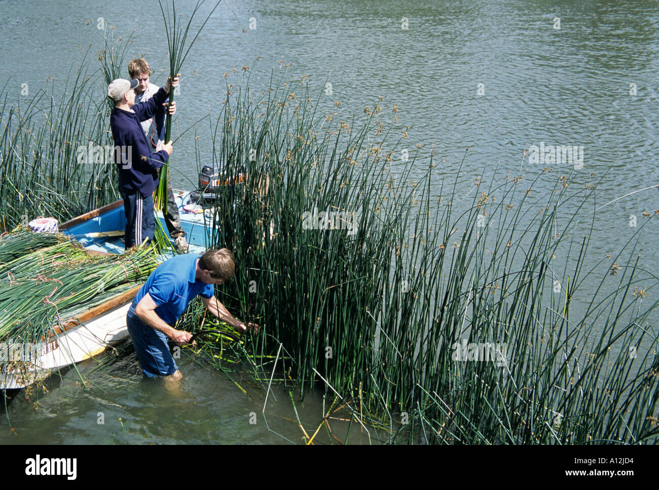 Cutting rushes hi-res stock photography and images - Alamy