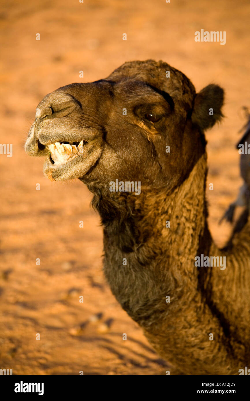 Berber camel in the Sahara desert Stock Photo - Alamy