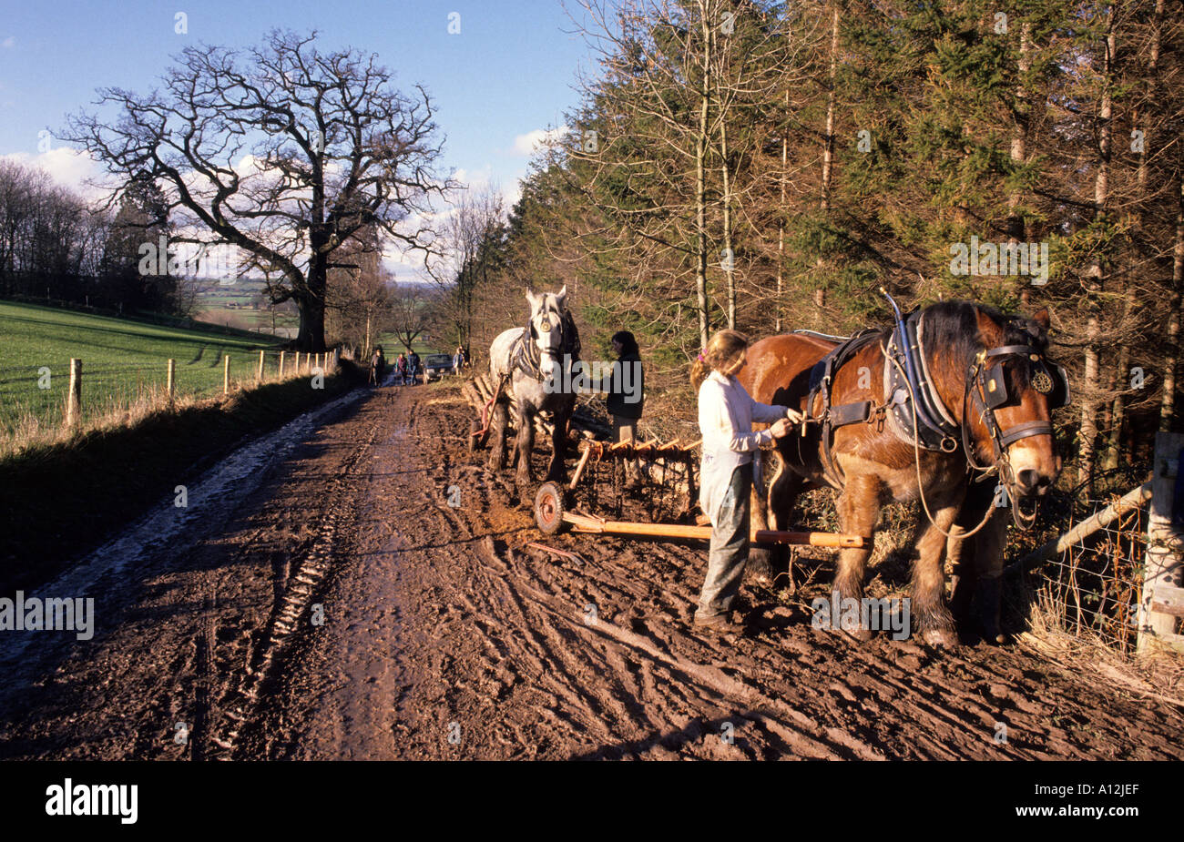 Horse working pulling logs hi-res stock photography and images - Alamy