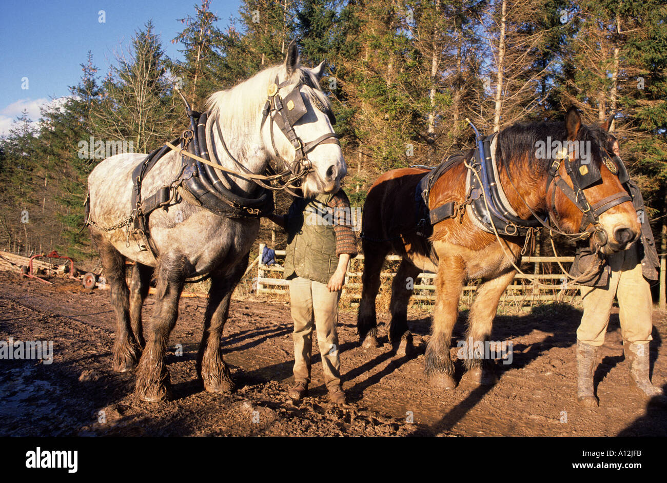 Working heavy horse harness hi-res stock photography and images - Alamy