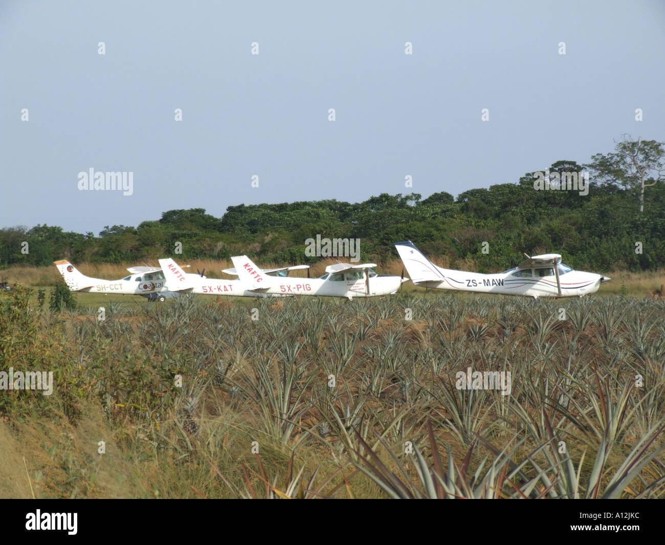 Victoria pineapple hi-res stock photography and images - Alamy
