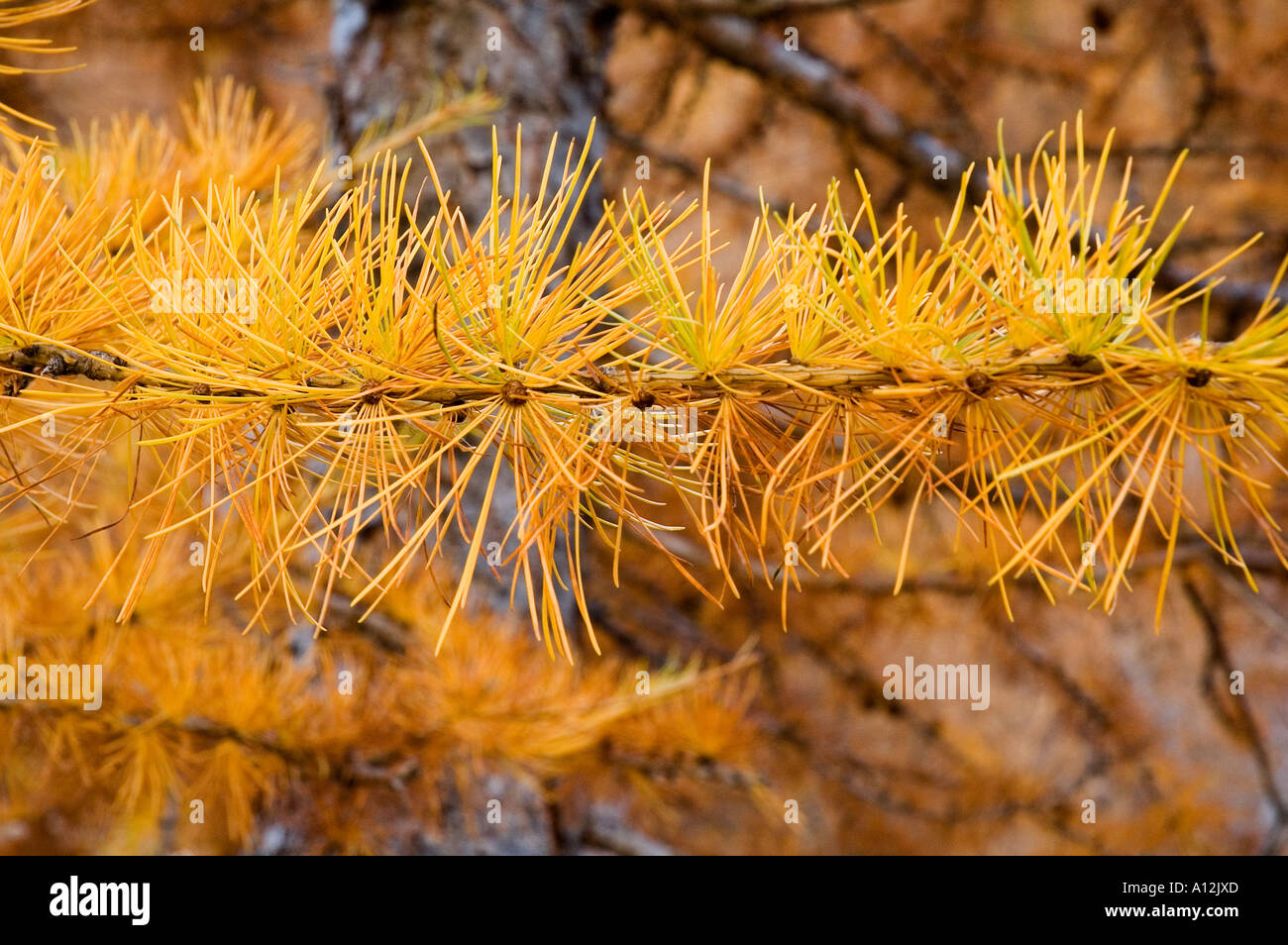 Deciduous conifer the Larch Larix decidua or europa in full autumn ...