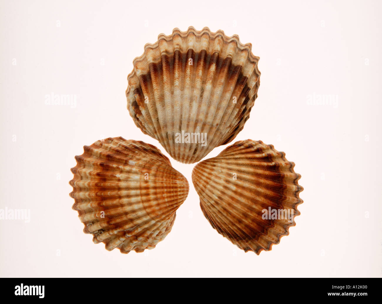 Three sea shells on white background Stock Photo - Alamy