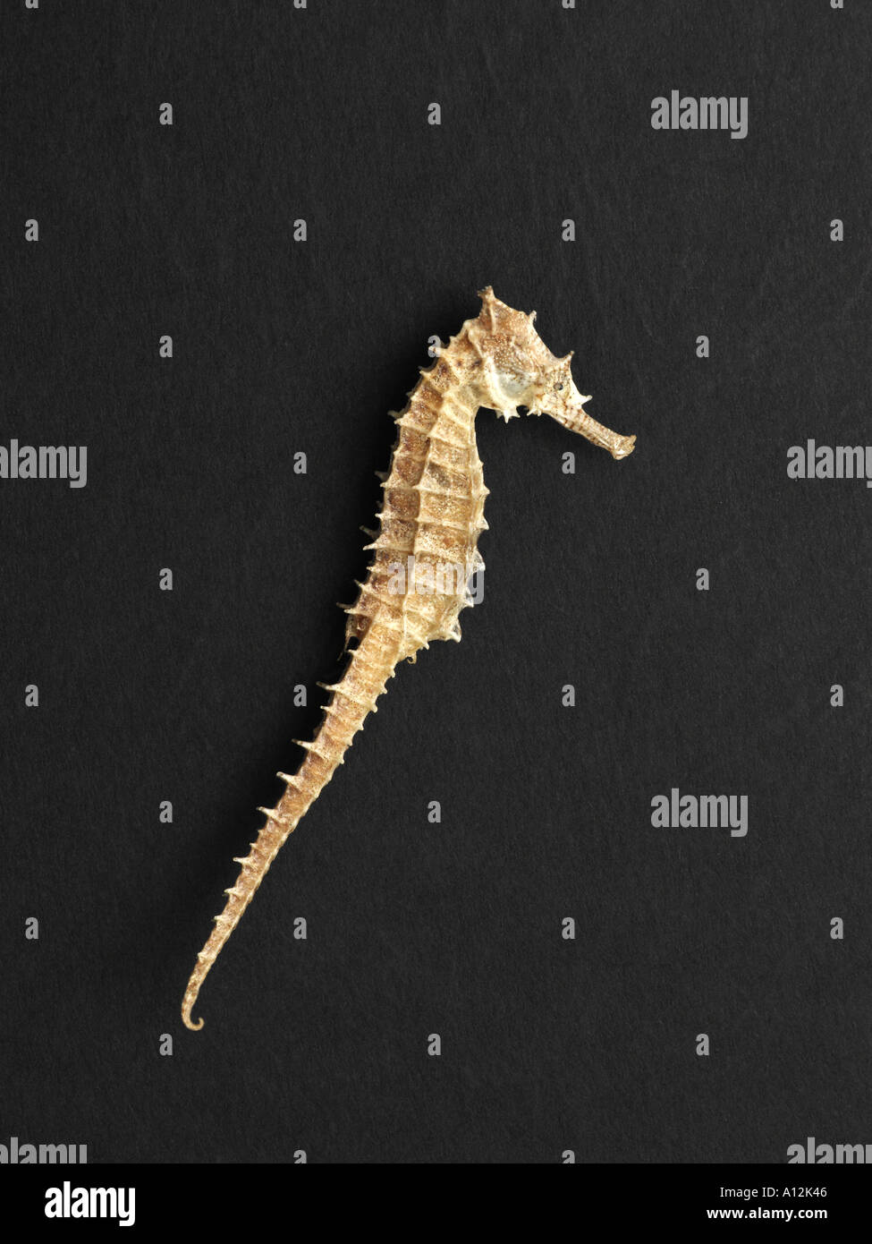 A dried seahorse Stock Photo - Alamy
