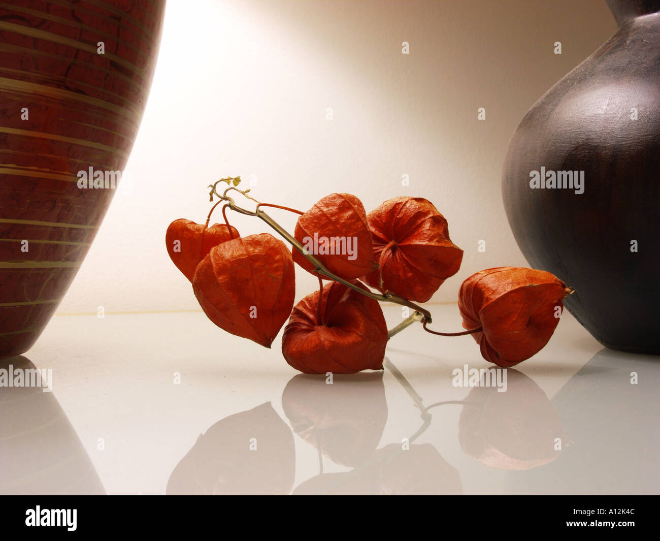 Dried seed pods of an exotic flower Stock Photo - Alamy