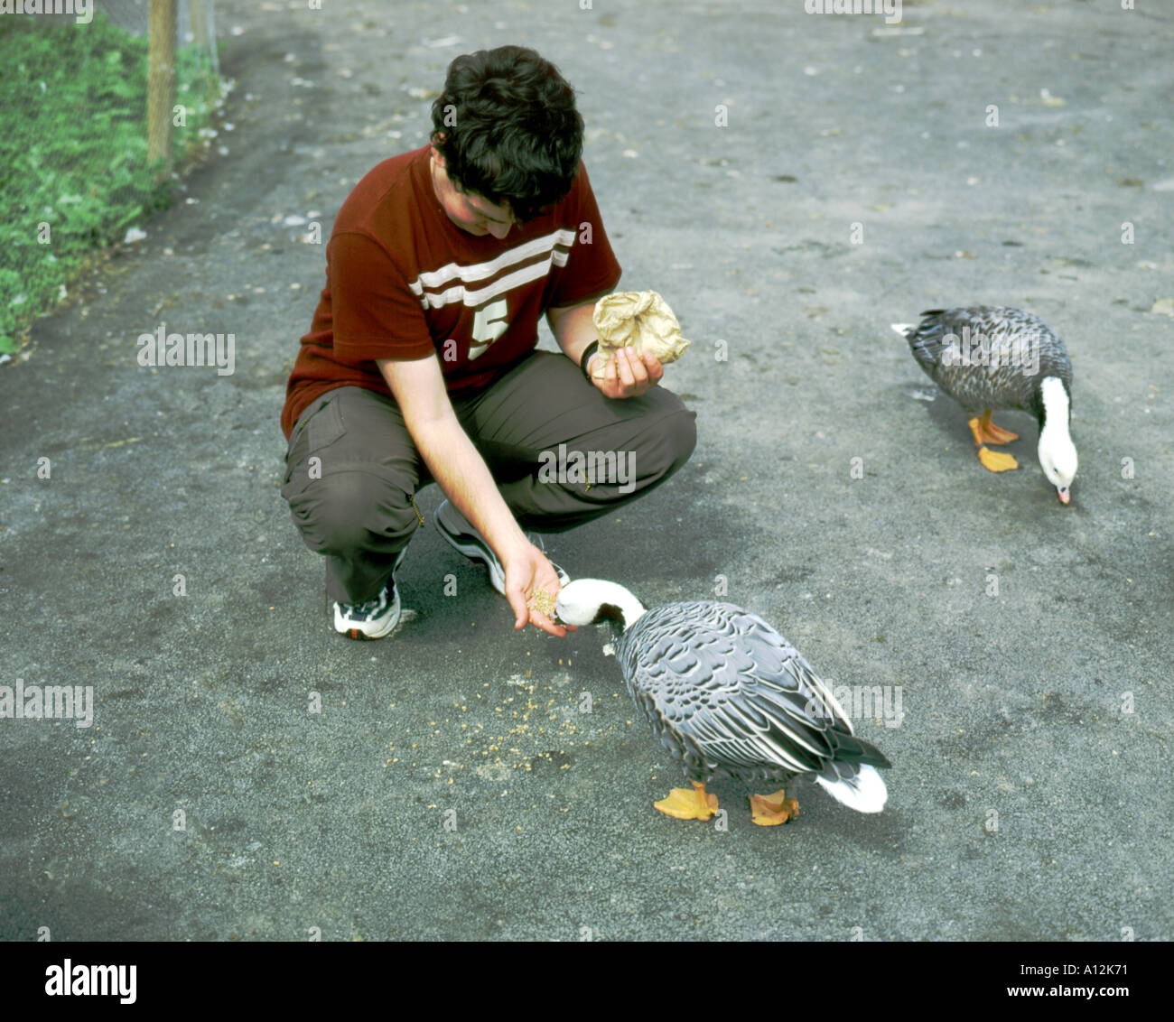 young man feeding geese slimbridge wildfowl and wetlands trust ...