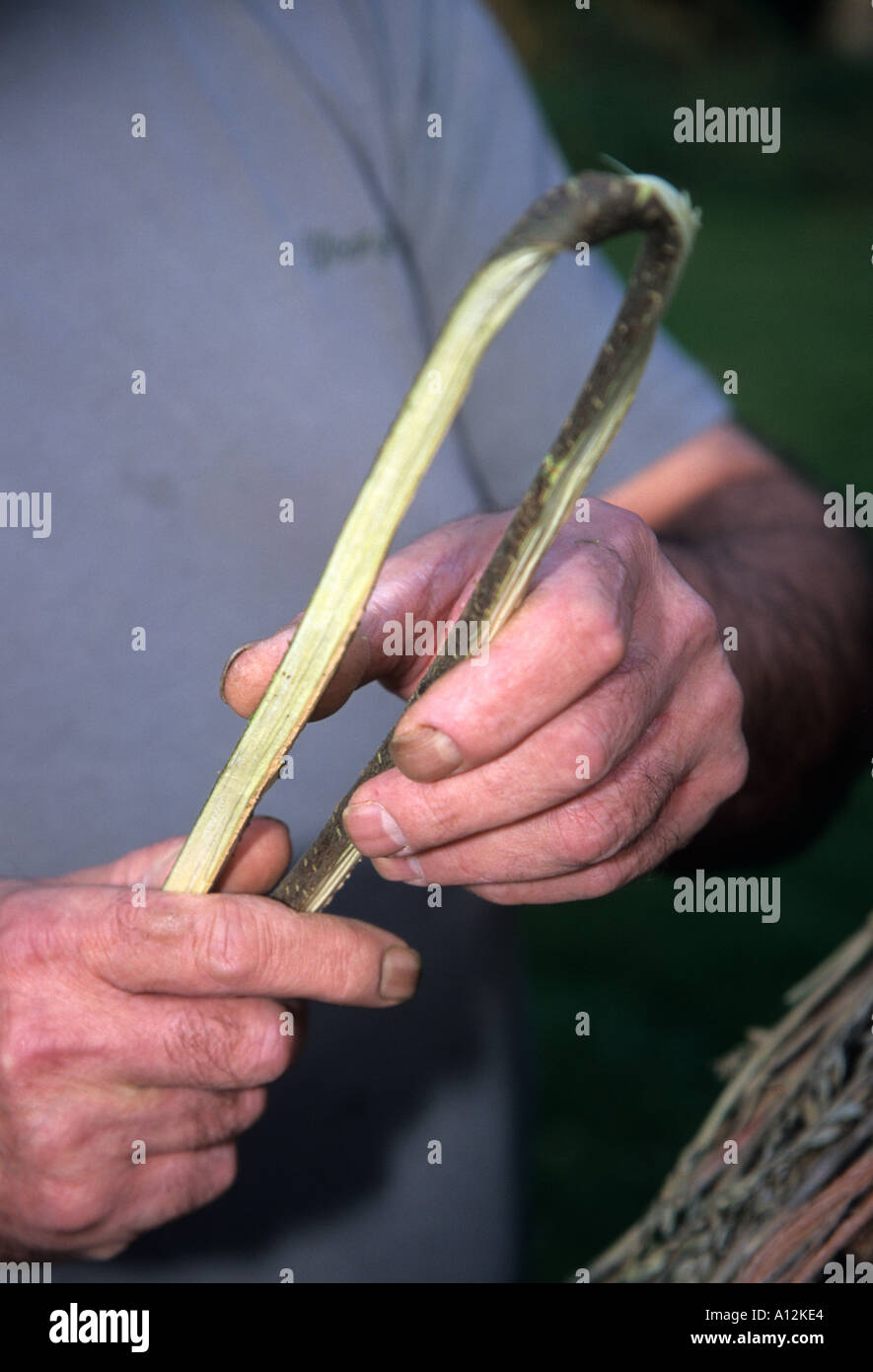 Making the traditional thatching spars from split hazel wood Stock ...
