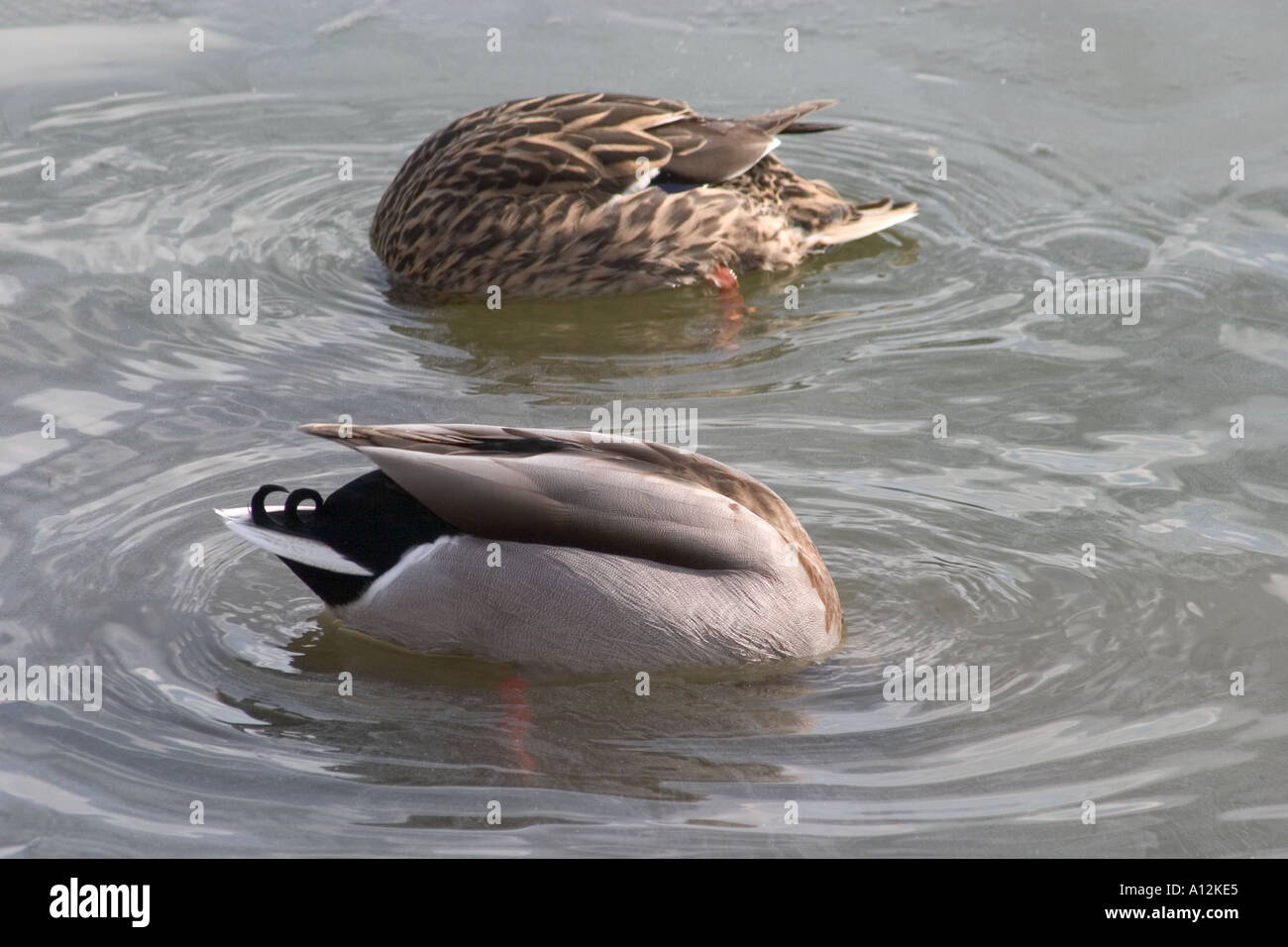 Male and female Mallard ducks with tails in the air feeding from lake ...