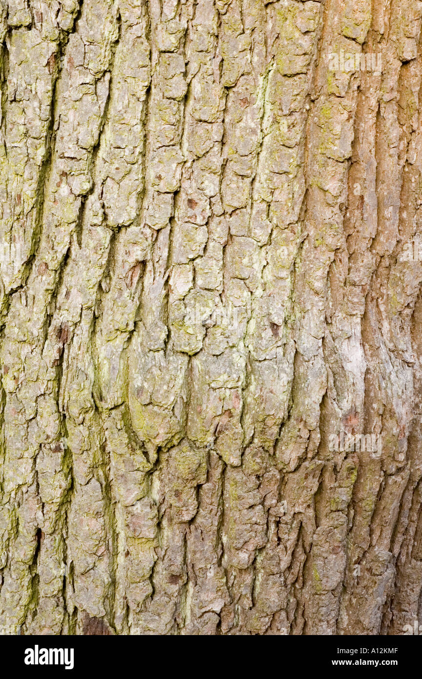 Quercus robur - the english Oak tree bark Stock Photo - Alamy