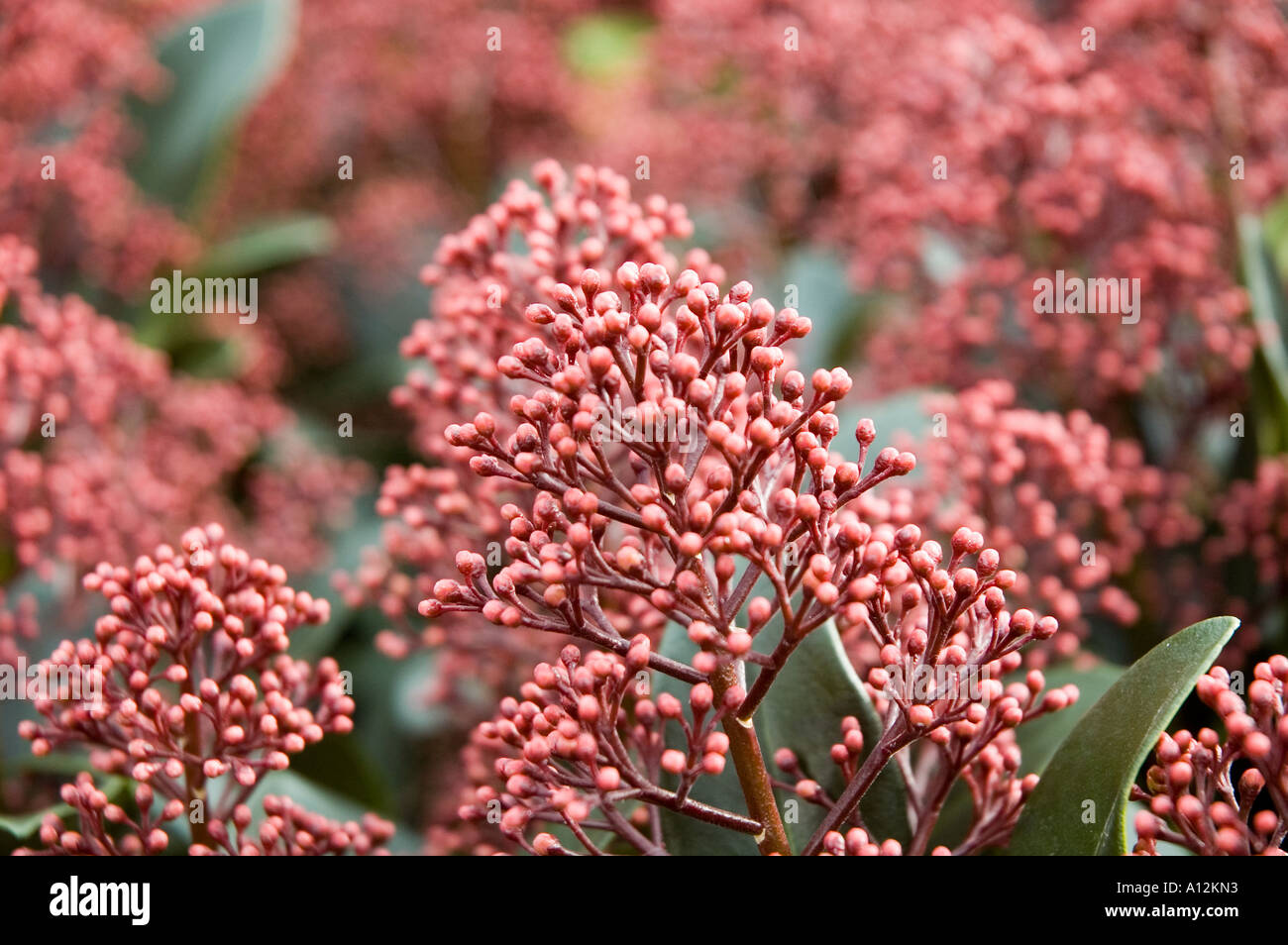 Skimmia japonica rubella hi-res stock photography and images - Alamy