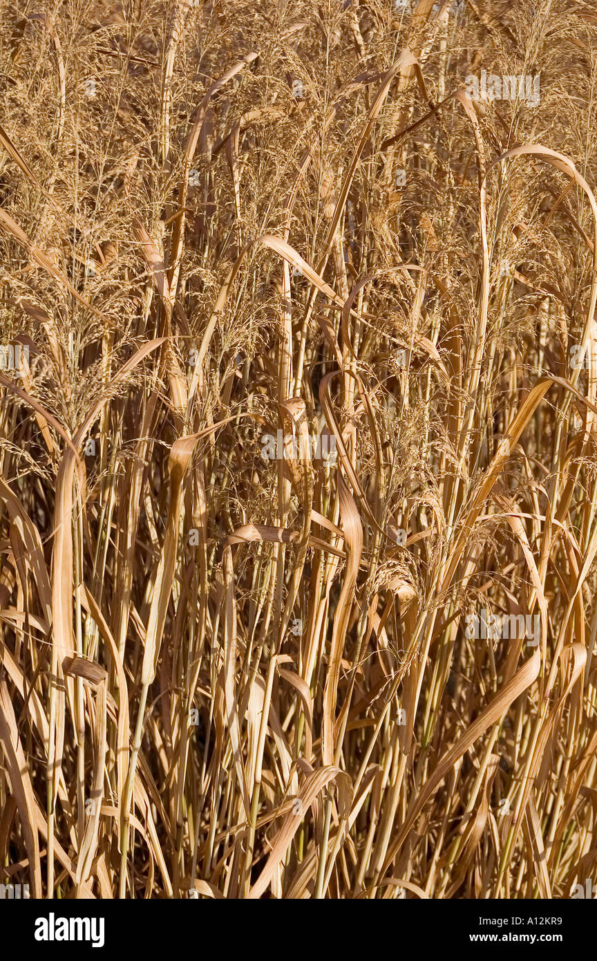 Virgatum hi-res stock photography and images - Alamy