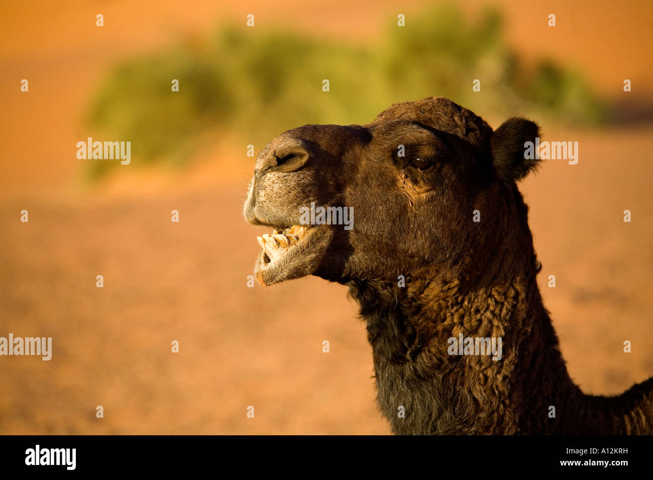 Berber camel in the Sahara desert Morocco Stock Photo - Alamy