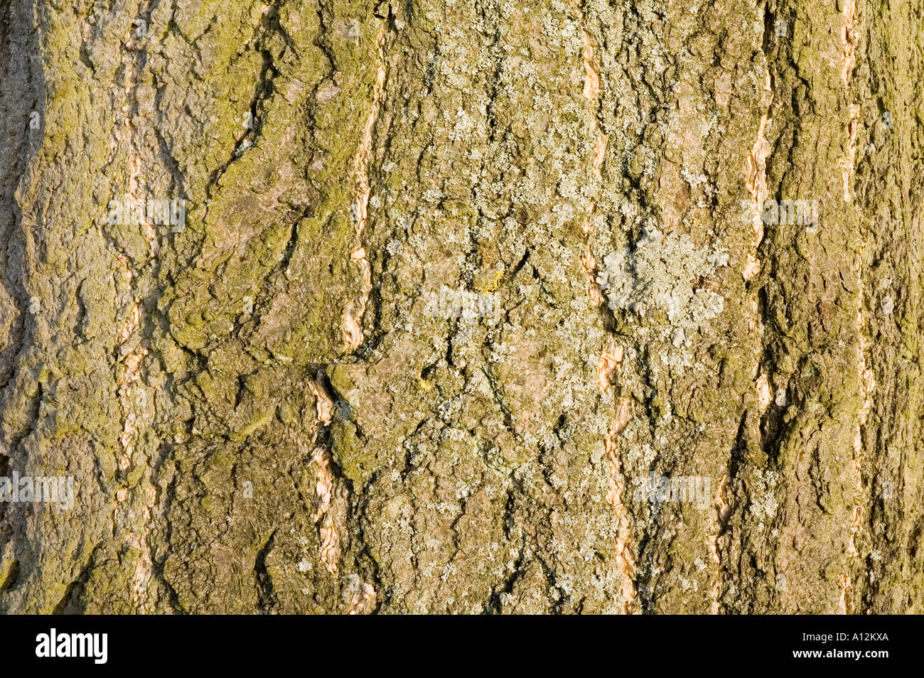 Ginko biloba bark trunk Stock Photo - Alamy