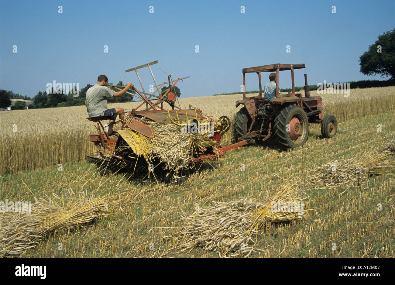 Harvesting long Straw for the thatching industry Stock Photo - Alamy