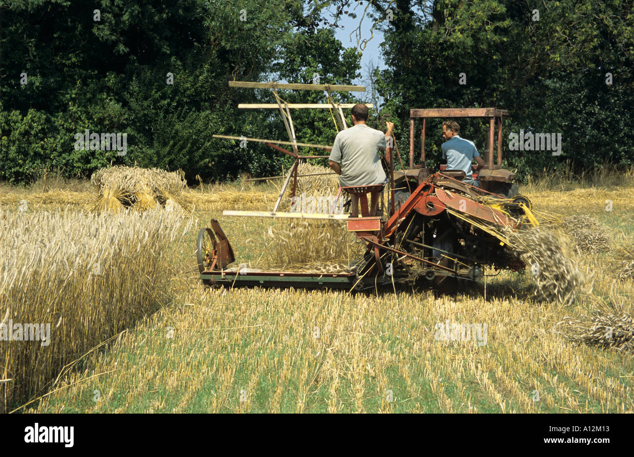 Harvesting long Straw for the thatching industry Stock Photo - Alamy