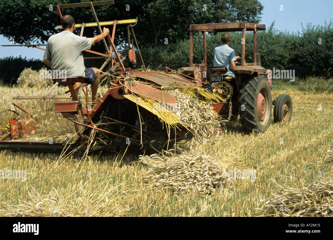 Harvesting long Straw for the thatching industry Stock Photo - Alamy