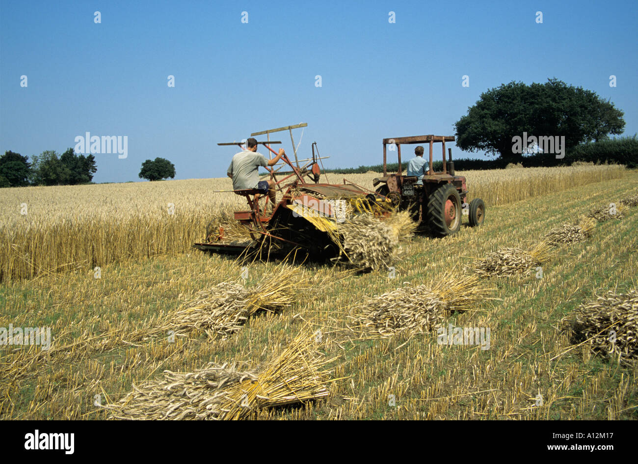Harvesting long Straw for the thatching industry Stock Photo - Alamy