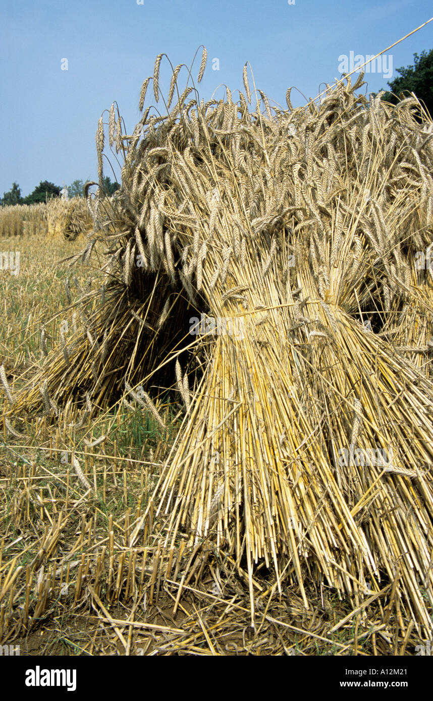 Sheaves Of Corn Stock Photos & Sheaves Of Corn Stock Images - Alamy