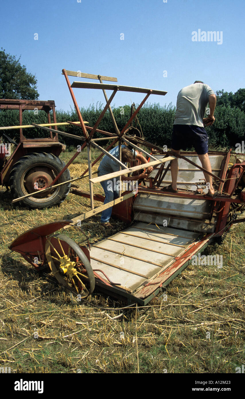 Harvesting long Straw for the thatching industry Stock Photo - Alamy