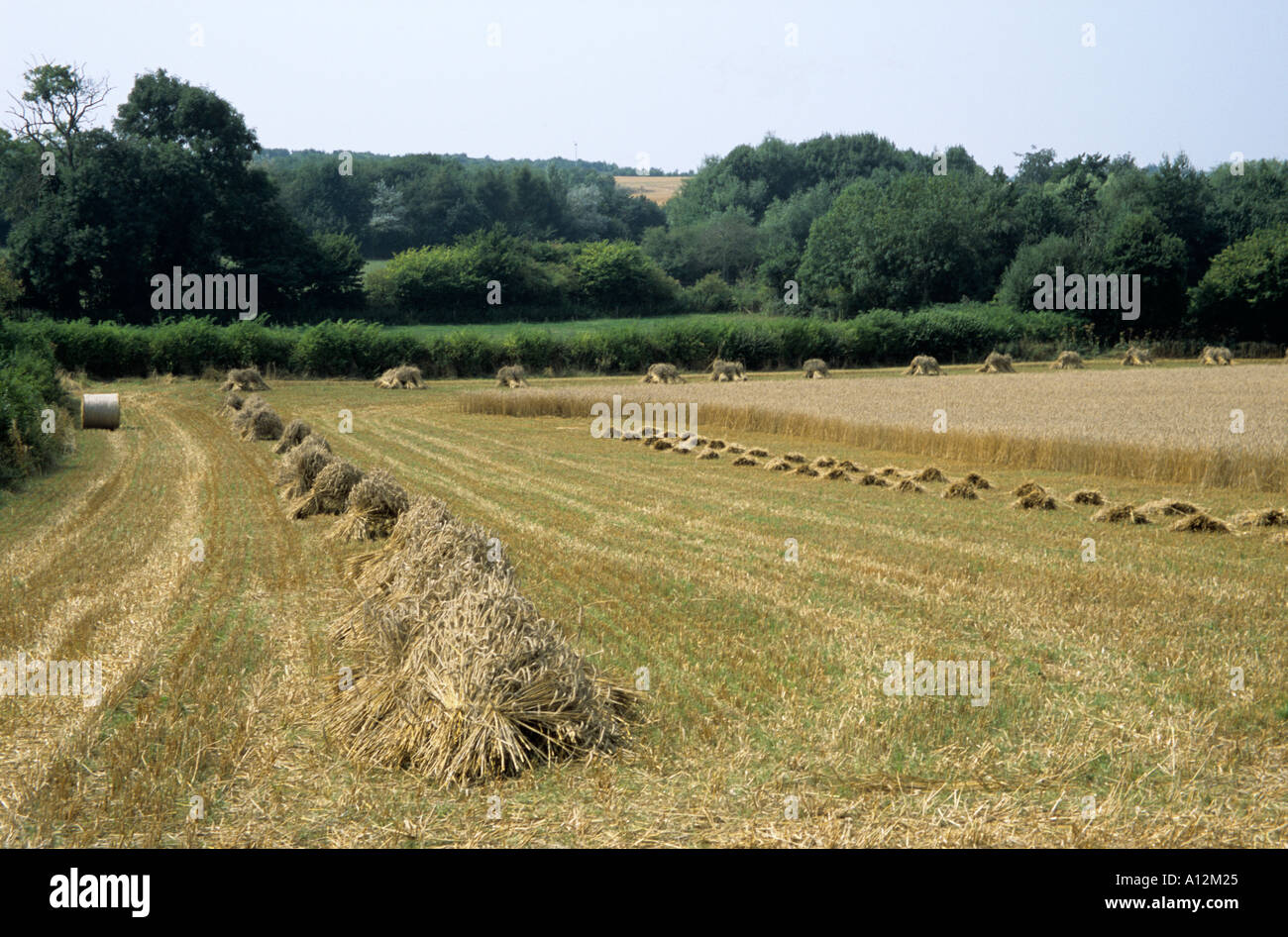 Harvesting long Straw for the thatching industry Stock Photo - Alamy