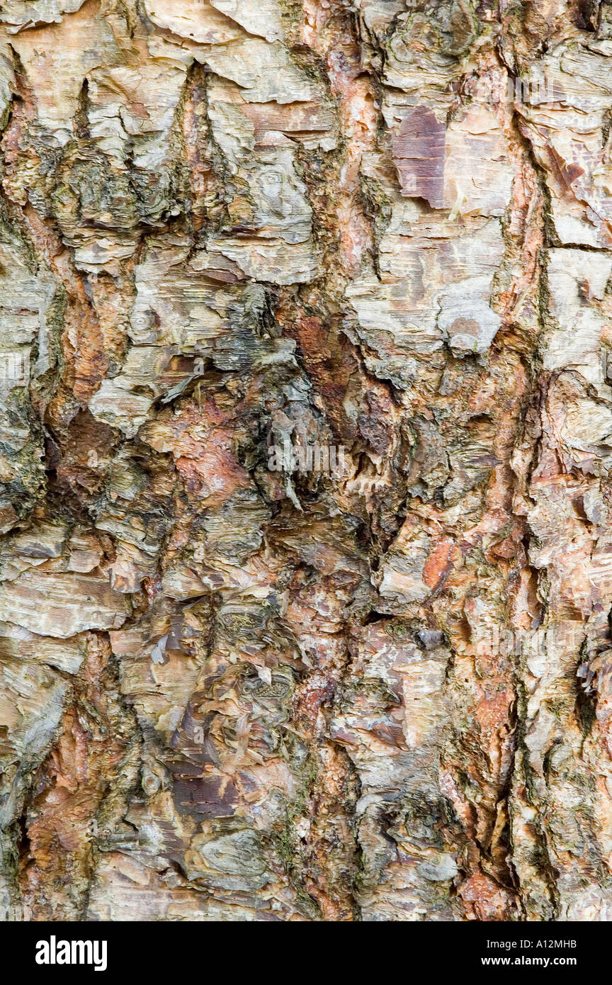 Black birch betula nigra hi-res stock photography and images - Alamy