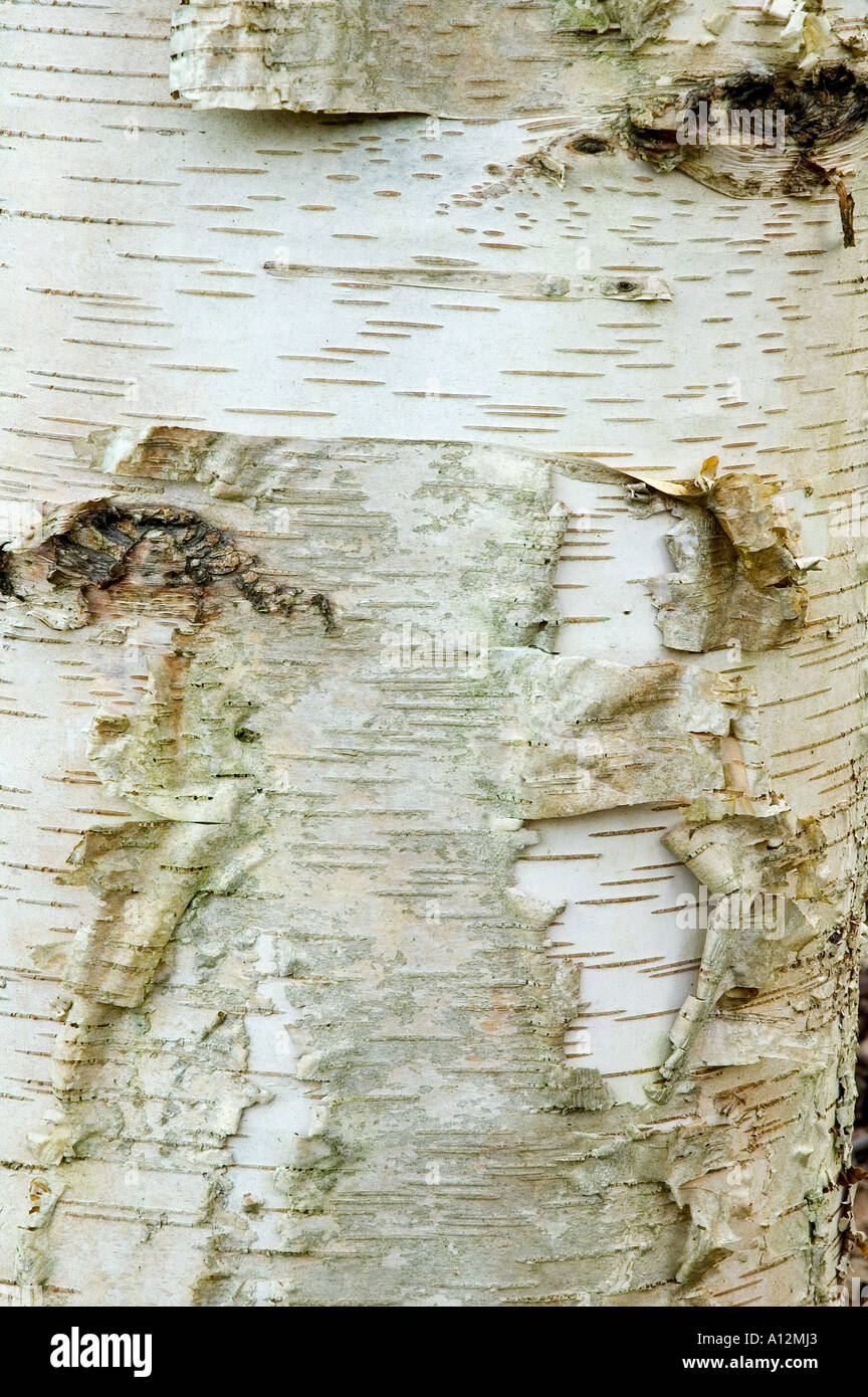 Paper birch tree hi-res stock photography and images - Alamy