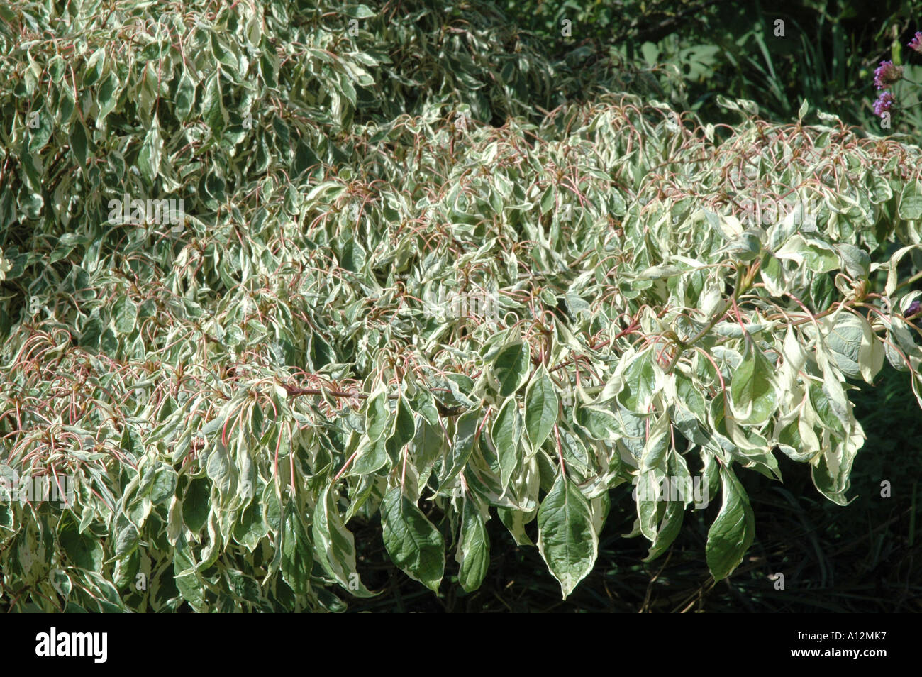 Cornus controversa Variegata Variegated garden shrub Stock Photo - Alamy