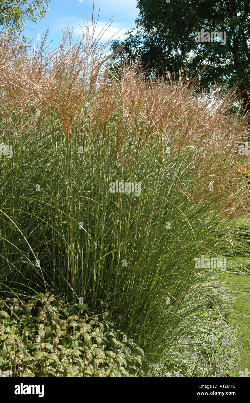 Miscanthus sinensis Sarabande Ornamental garden grass against blue sky ...