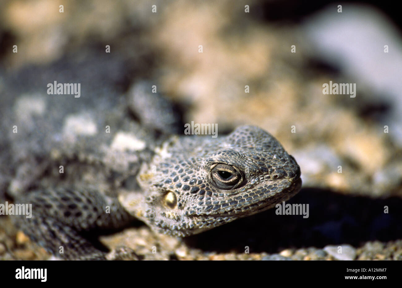 Basking in the sunshine hi-res stock photography and images - Alamy