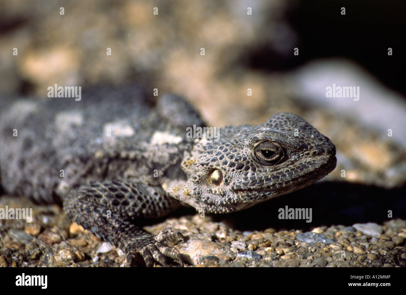 Basking in sunshine hi-res stock photography and images - Alamy