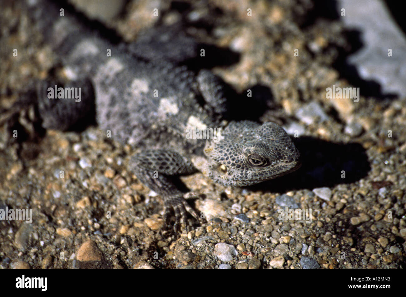 Lizard basking in sunshine Stock Photo - Alamy