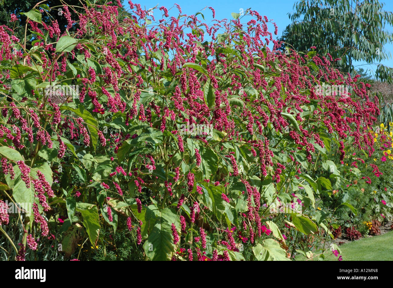 Persicaria orientalis Ornamental annual form of the Japanese Knotgrass ...