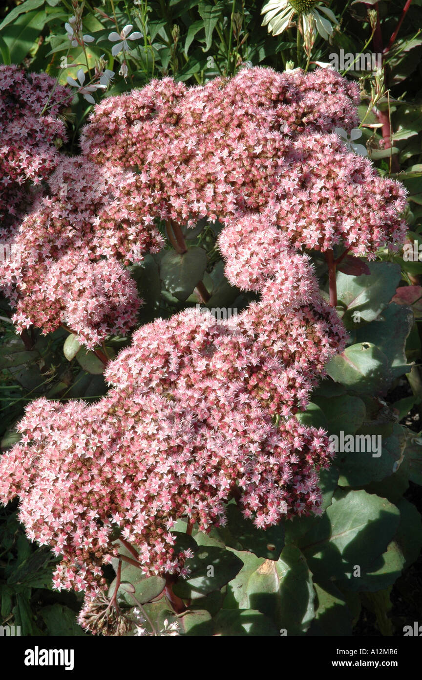 Sedum matrona hi-res stock photography and images - Alamy