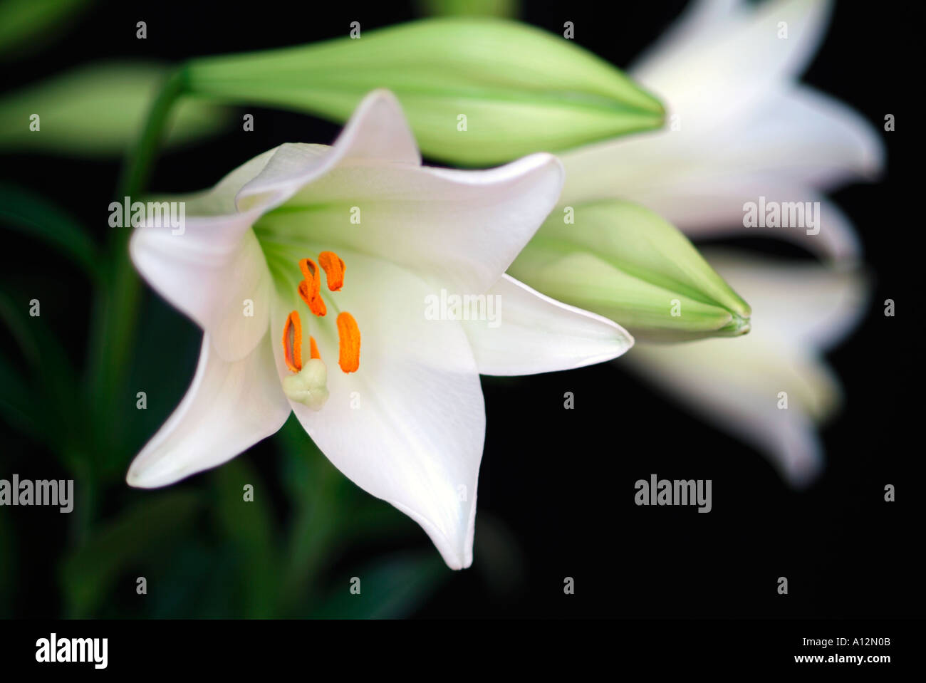 Flowers of Lilium Longiformis Stock Photo - Alamy