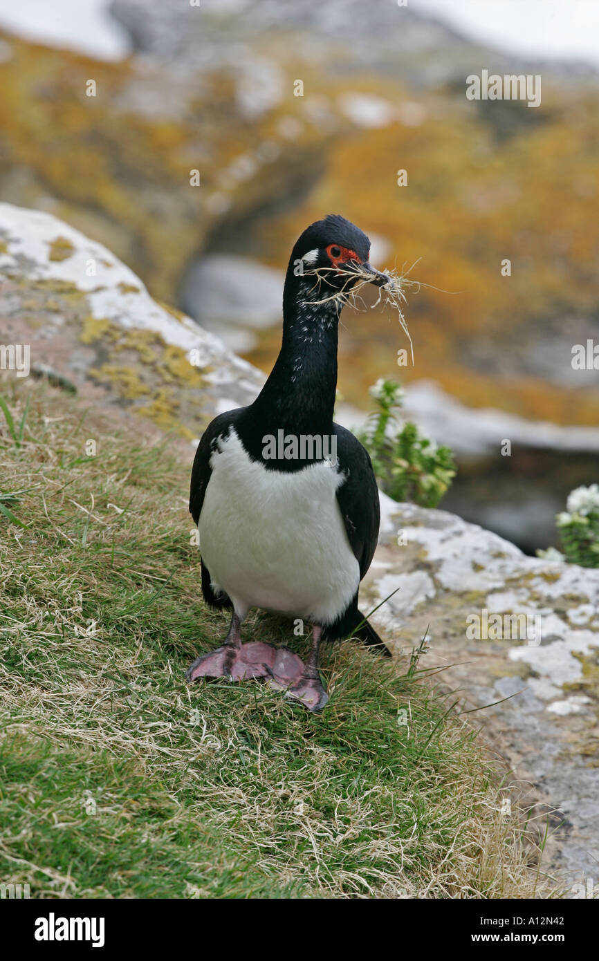Rock cormorant shag phalacrocorax magellanicus hi-res stock photography ...