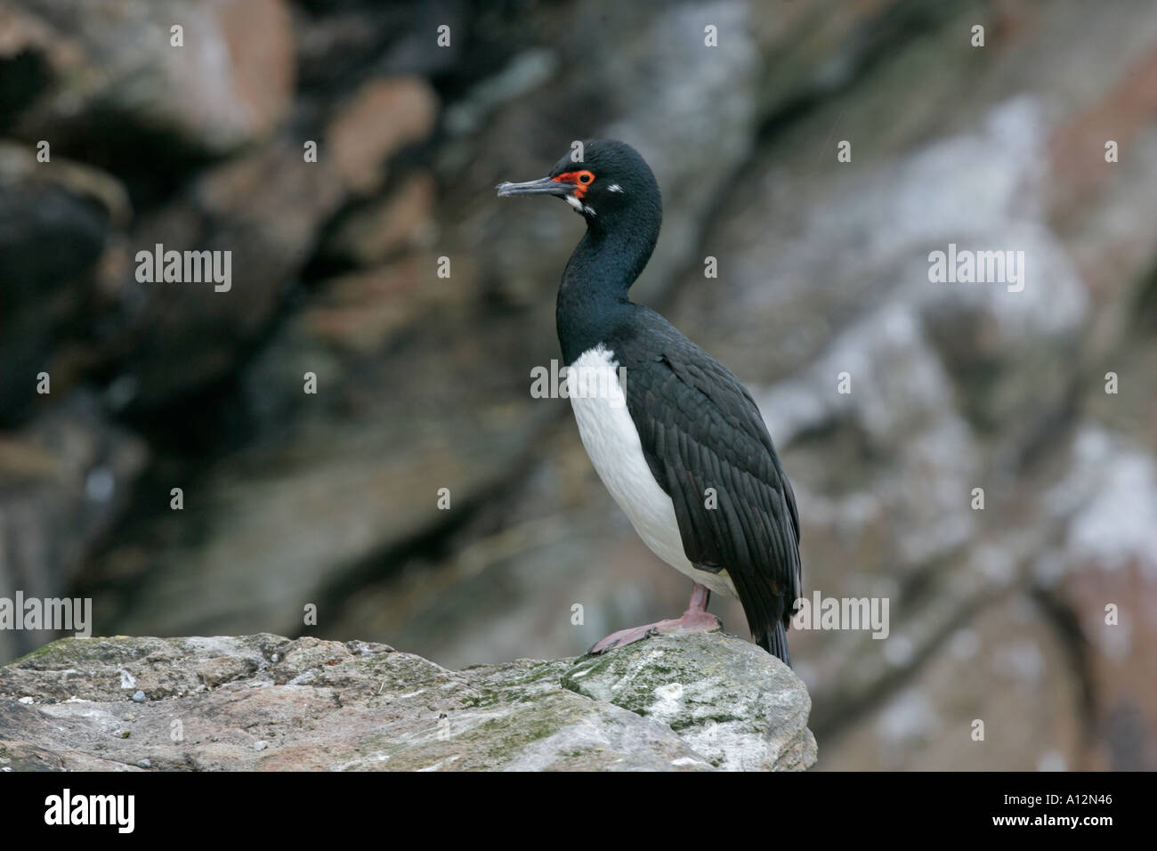 Rock cormorant shag phalacrocorax magellanicus hi-res stock photography ...