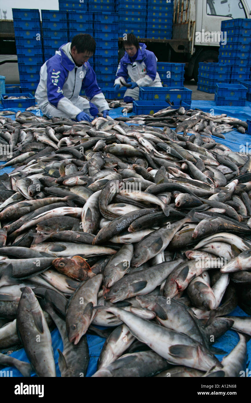 Japan fishing hi-res stock photography and images - Alamy